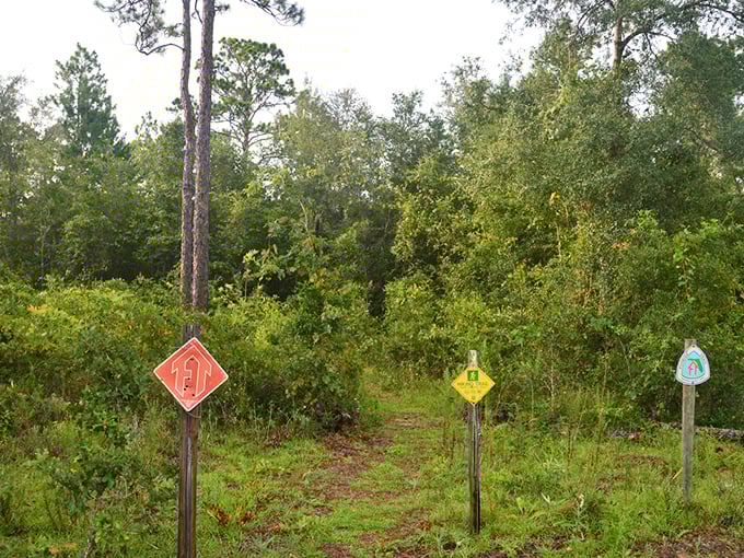 Colorful trail markers stand at attention, offering directional guidance to hikers navigating the forest's interconnected pathway system.