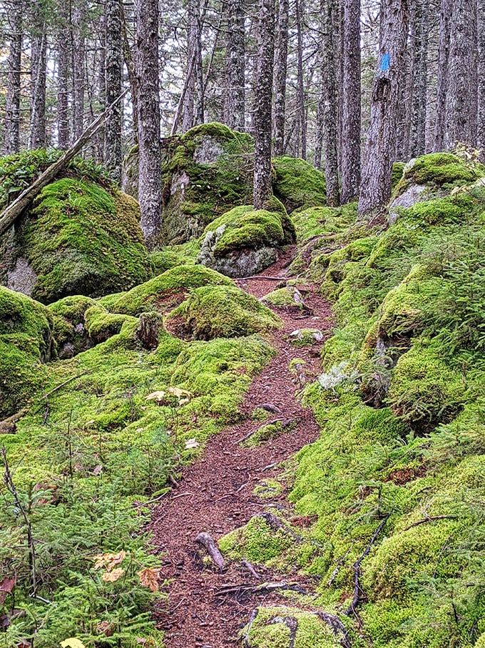 Moss-covered boulders create nature's obstacle course, proving that Mother Nature was the original parkour enthusiast.