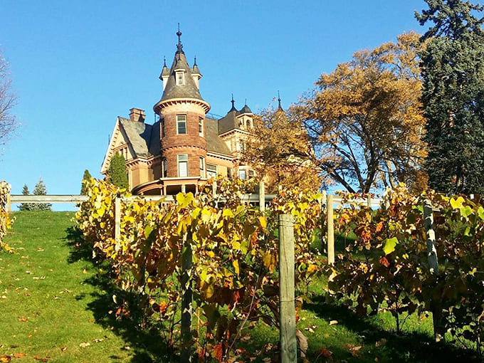The vineyard produces actual grapes for actual wine, making this castle more productive than most historic buildings that just sit there looking pretty.