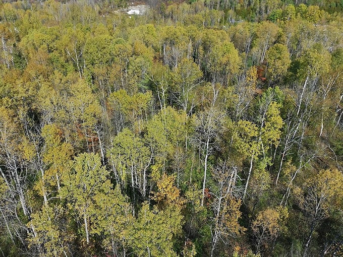 West Rutland State Forest: Where trees stand tall like nature's skyscrapers, without the parking problems.