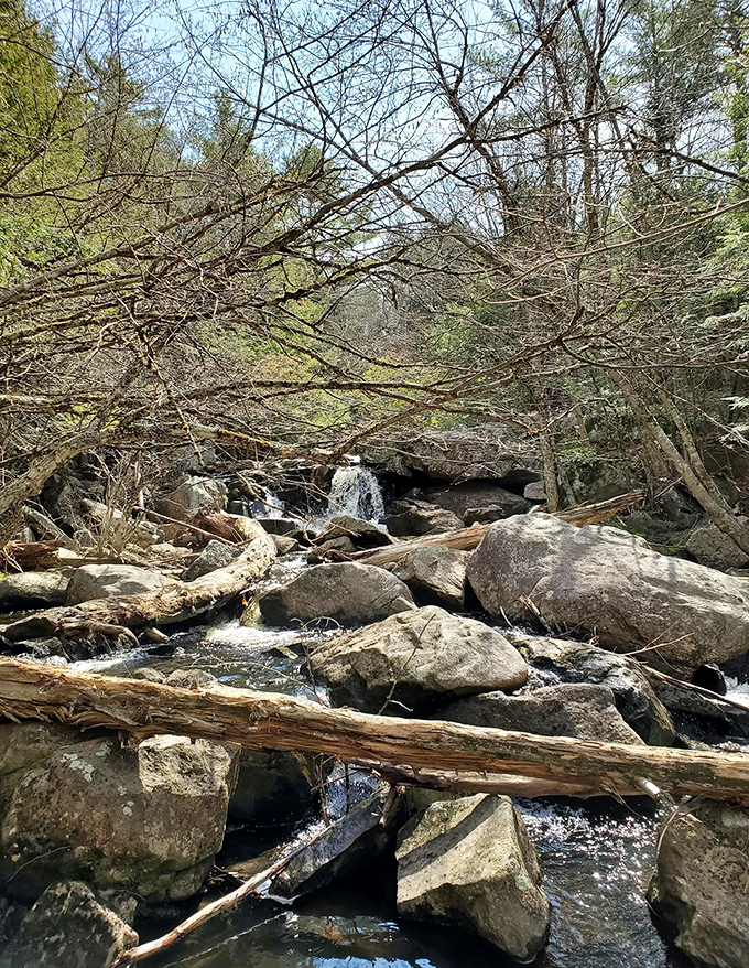 This woodland stream carves its patient path through the forest, a liquid timeline flowing through centuries of quiet wilderness.