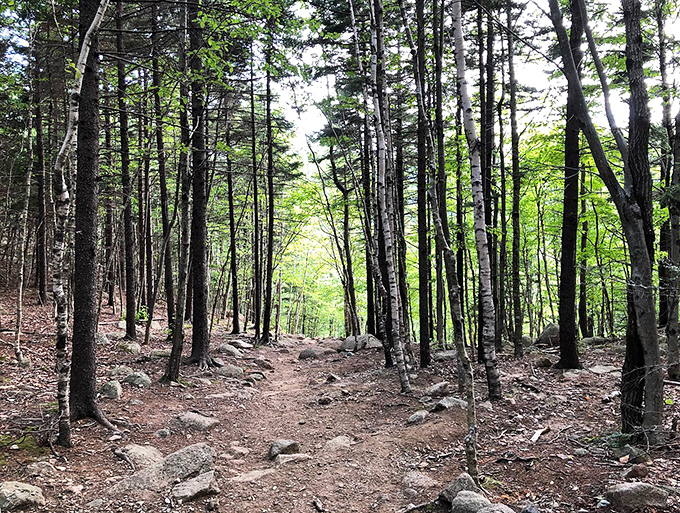 The forest path creates a natural cathedral, where sunlight filters through branches like stained glass in nature's own sanctuary.