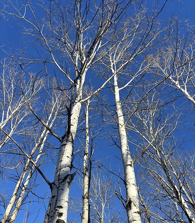 Winter's stark beauty: Bare birch trees reach skyward against the perfect blue canvas, their white bark nature's own minimalist art.