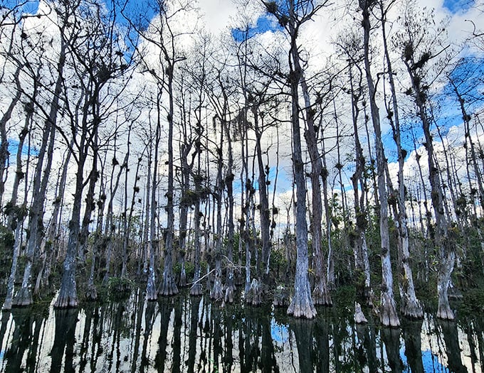 Cypress trees create a haunting reflection in still waters &ndash; a scene straight from a Southern gothic novel come to life.