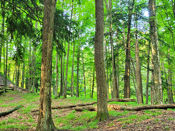 Towering trees create nature's cathedral, where sunlight streams through leafy stained glass and the floor is carpeted in ferns.