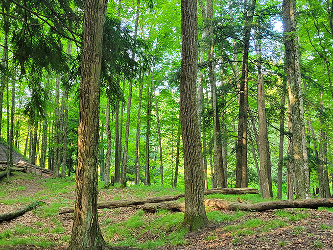 Sunlight filters through the canopy, creating a cathedral-like atmosphere that makes whispering seem appropriate.