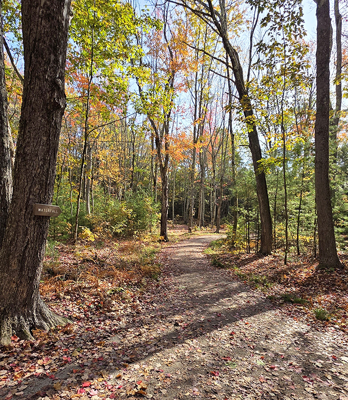 Autumn paints the forest in golden hues, transforming this simple trail into a pathway through a living watercolor painting.