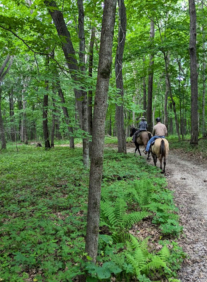Horseback riders explore the park's extensive trail system, experiencing Minnesota's natural beauty from a perfectly elevated perspective.