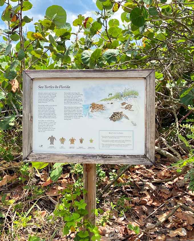 Educational signs throughout the preserve teach you about sea turtles without making you feel like you're taking a pop quiz.