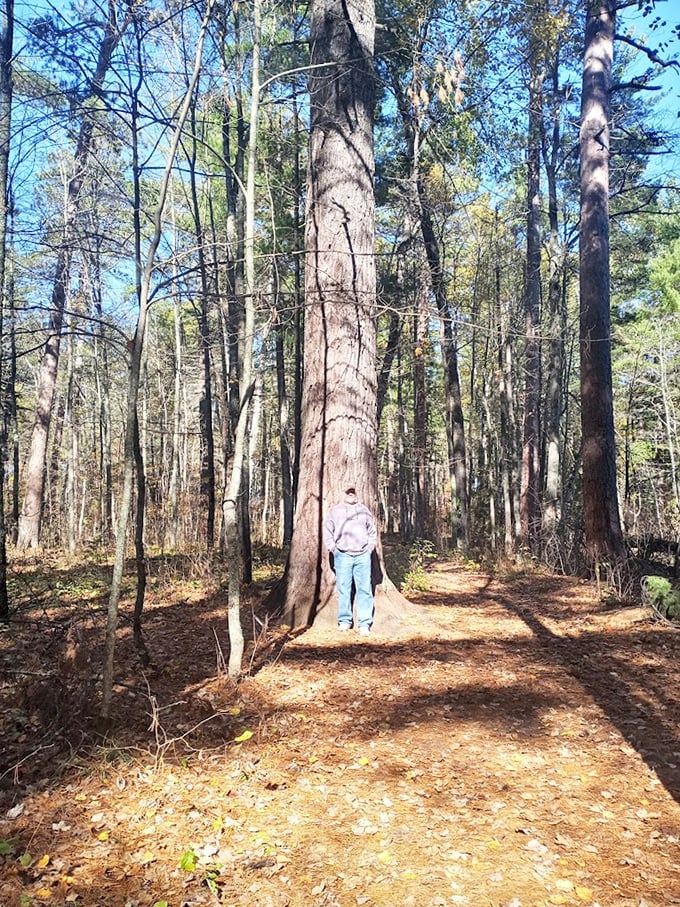 Standing beside these giants offers perspective&mdash;these trees were already ancient when your great-grandparents were just twinkles in someone's eye.