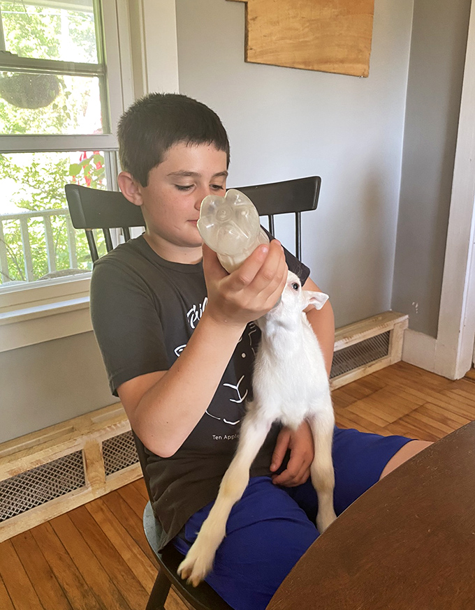 A gentle moment between child and goat, where bottle feeding creates bonds and memories that last far beyond vacation photos.