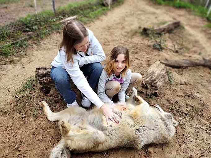 Three generations sharing a moment with a wolf creates the kind of family memory that'll be retold at every holiday gathering forever.