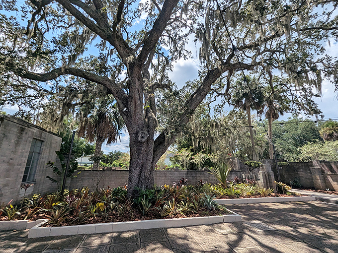 Spanish moss drapes this majestic oak like nature's own sculpture, creating dappled shade for contemplative art lovers below.