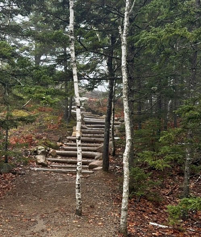 Birch sentinels stand guard beside stone steps that seem carved by giants, inviting adventurers deeper into Acadia's embrace.