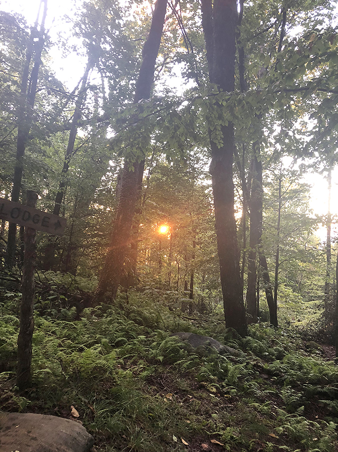 Golden hour in the Vermont woods creates the kind of lighting that makes professional photographers weep with envy and amateurs look like pros.