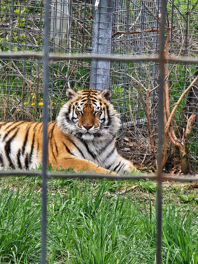 Watchful guardian: A tiger's intense gaze reminds visitors of the wild spirit that lives within these rescued animals.