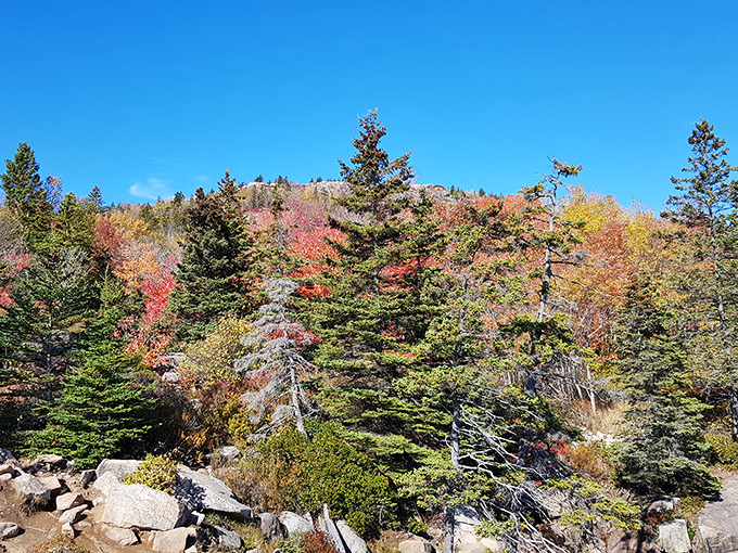 Fall paints Acadia in a riot of colors that would make even the most jaded New Englander stop and stare.