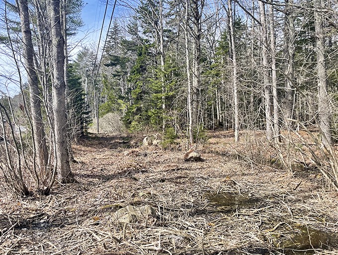 Winter's quiet blanket transforms Phippsburg's woodland trails into hushed corridors where only your footprints disturb the snow.