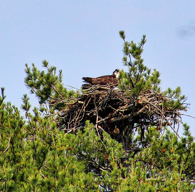An osprey tends its impressive nest, demonstrating that waterfront real estate has always been desirable, even for birds.