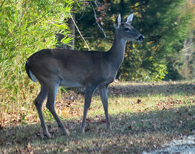 Whoa, look who decided to join the party! Keep your eyes peeled for beautiful, quiet deer roaming the peaceful park grounds.