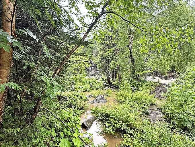 Sunlight filters through the dense forest canopy, creating a natural light show that changes with every passing cloud.