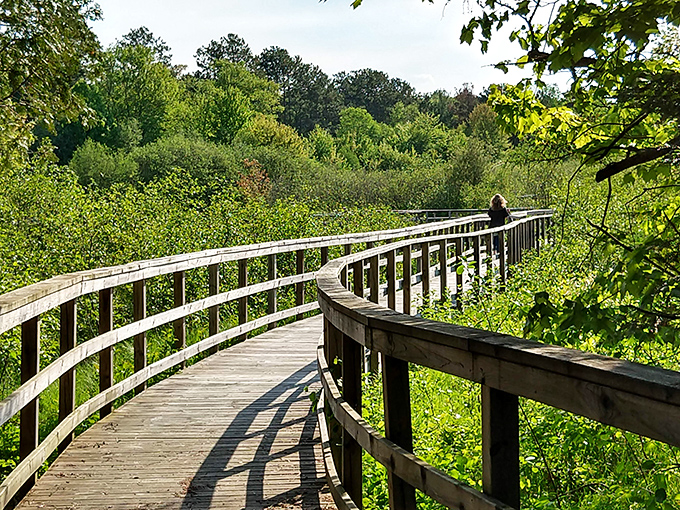 The wooden boardwalk curves gracefully through verdant wilderness, offering front-row seats to nature's greatest show without disturbing a single leaf.