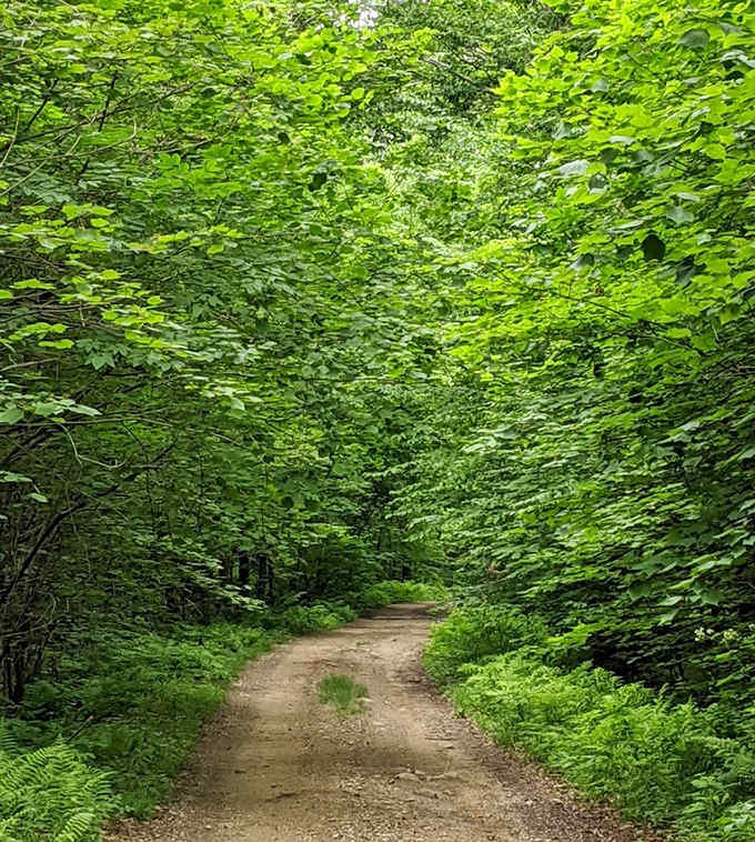 Nature's green cathedral &ndash; where sunlight filters through leaves creating patterns no stained glass could match. Soul restoration in progress.