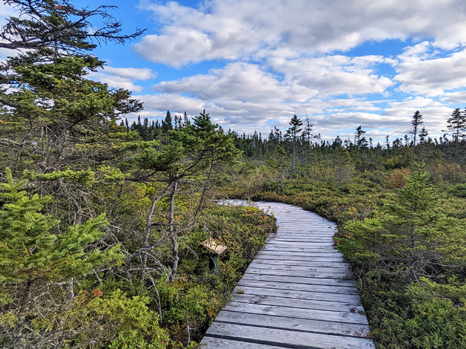 Wooden boardwalks wind through Maine's diverse state parks, making natural wonders accessible while protecting fragile ecosystems.