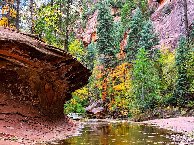 Nature's cathedral: The vibrant autumn colors of West Fork Trail create a stunning contrast against the red rock walls of Oak Creek Canyon.
