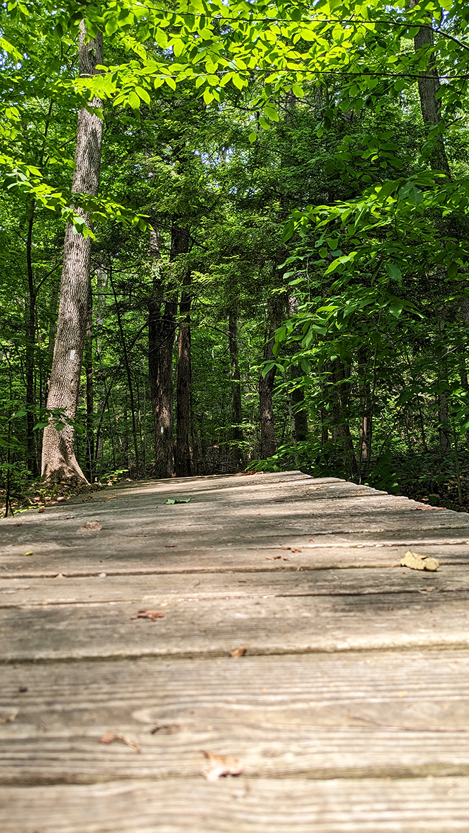 The boardwalk cuts through dense foliage like nature's own runway, minus the judgmental fashion critics.