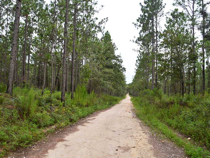 Brittle Road cuts through the verdant landscape, its sandy surface inviting both hikers and cyclists to explore Withlacoochee's natural treasures.