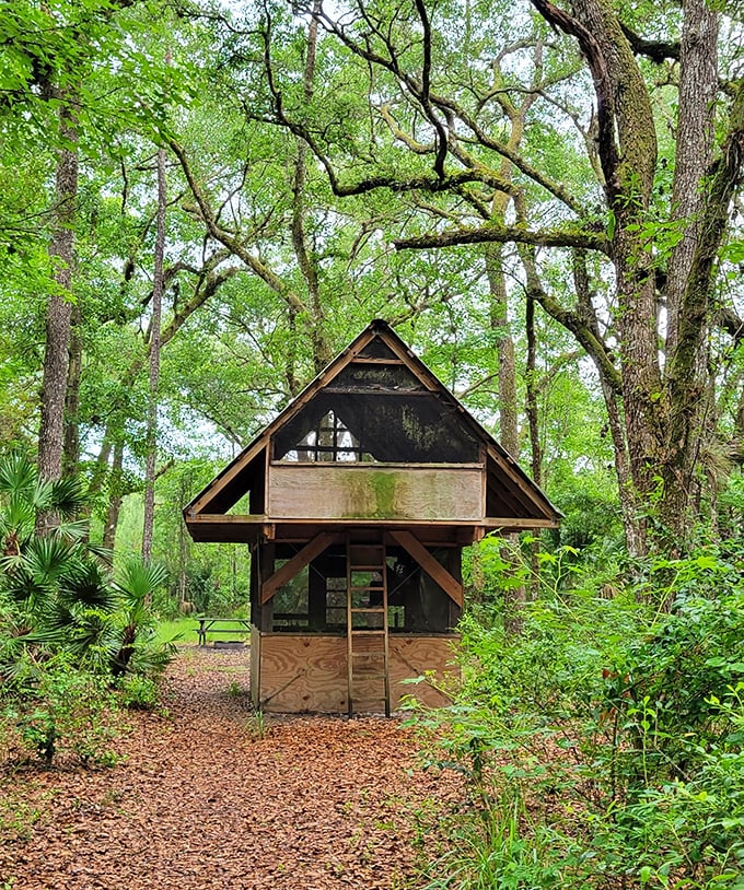 This rustic shelter offers momentary refuge from Florida's unpredictable skies, a woodland haven for weary hikers.