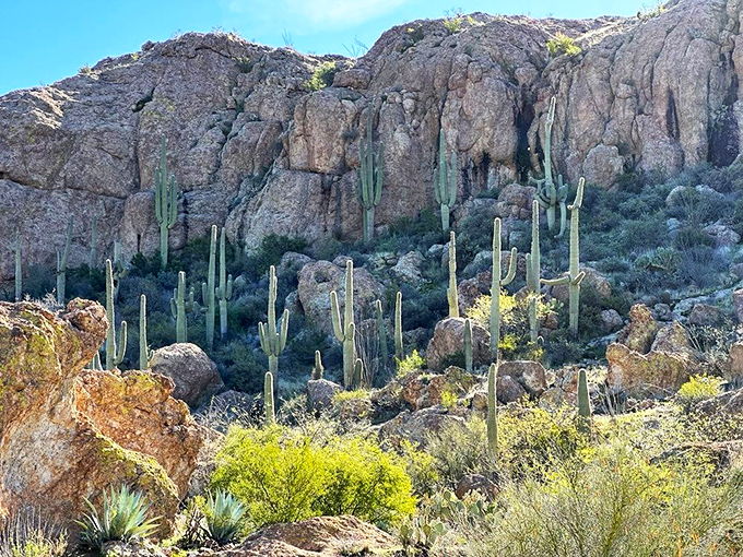 Majestic saguaros stand like sentinels against rocky cliffs, their arms reaching skyward after decades of patient growth.