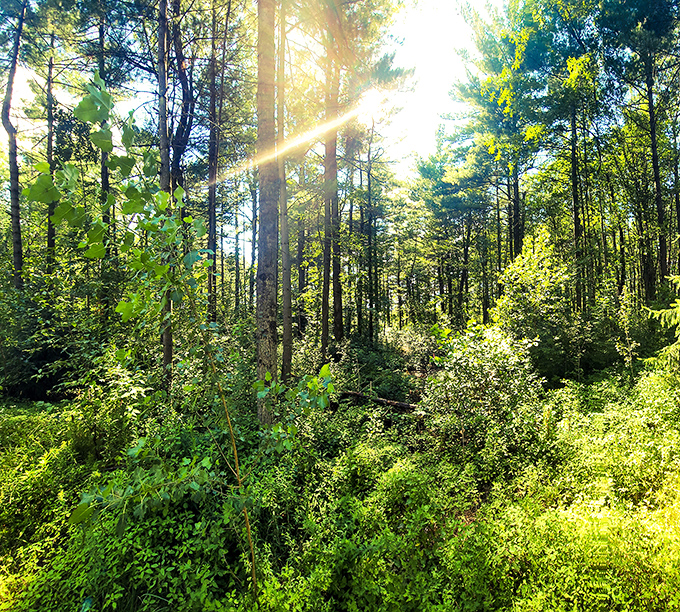 Towering pines create nature's cathedral, where sunbeams break through like spotlights illuminating the forest floor's miniature ecosystem.