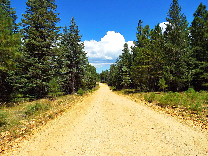 The unpaved sections of Forest Road 300 beckon explorers deeper into the wilderness, where each turn reveals new vistas.