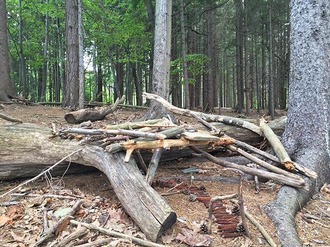 This fairy fortress uses the natural architecture of tree roots, transforming a humble space into a woodland castle.