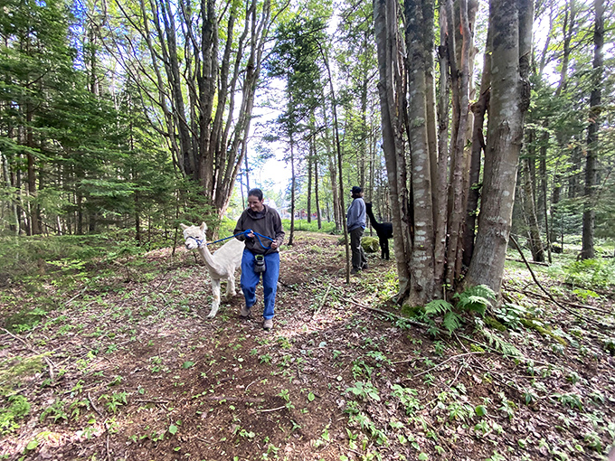 Walking through these woods with alpacas feels like starring in a fairy tale that nobody warned you would be this delightful.