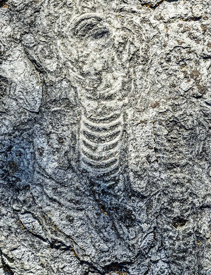 Look closely at this remarkable fossil impression &ndash; when this creature lived, your ancestors weren't even fish yet!