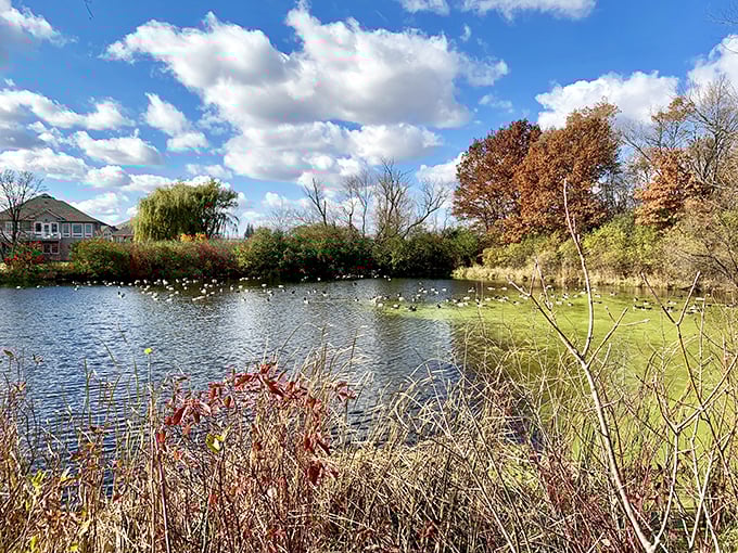 Waterfowl find sanctuary on this tranquil pond, where seasonal migrations bring new feathered visitors throughout the year.