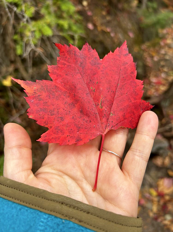 A perfect maple leaf &ndash; nature's own version of the Canadian flag &ndash; showcases fall's finest handiwork in brilliant crimson.