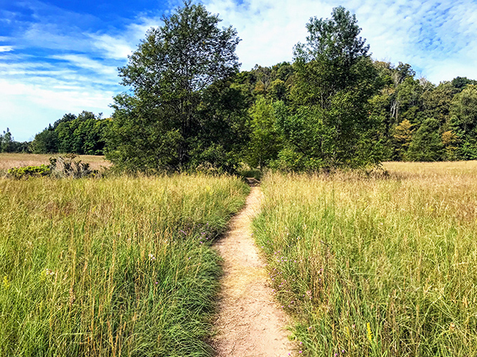 Golden meadow grasses part like the Red Sea, guiding explorers toward hidden treasures beyond the tree line.
