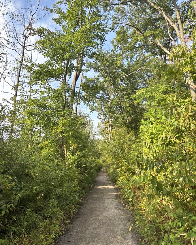Nature's hallway, where sunlight filters through leafy canopies creating dappled patterns that dance with every gentle breeze.