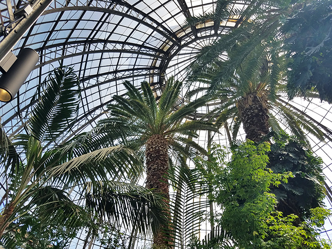 Soaring fronds reach toward the glass ceiling, creating a cathedral-like atmosphere where visitors whisper as if in nature's own sanctuary.