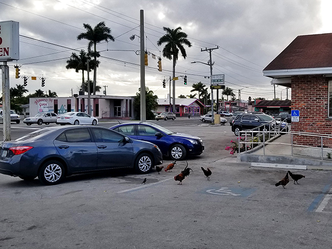 Even the local chickens can't resist hanging around &ndash; blissfully unaware of the irony as they strut through the parking lot.