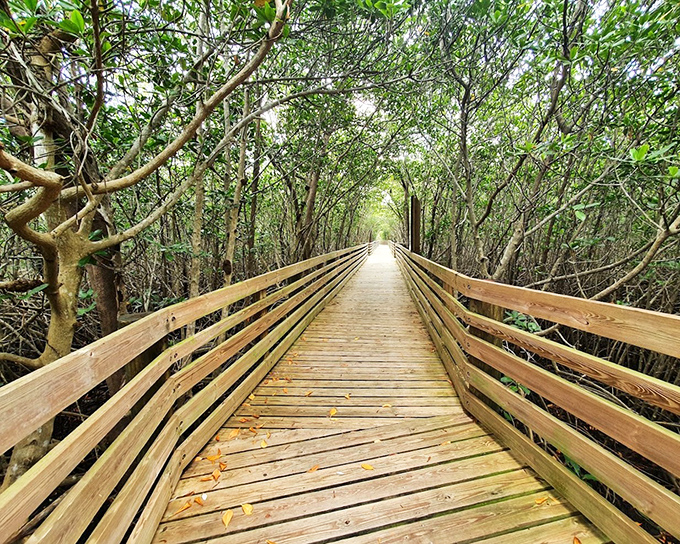 Peck Lake Park's boardwalk winds through dense mangroves before revealing a secluded beach perfect for solitude seekers.