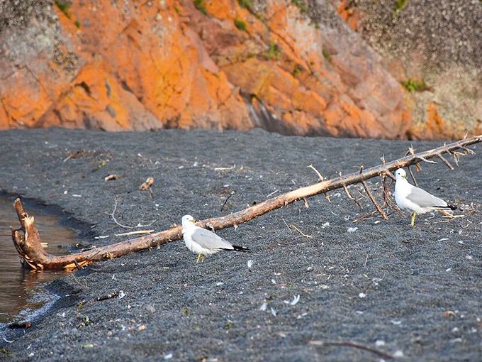 Ring-billed Gulls patrol the beach like they own the place, which, to be fair, they probably did before humans showed up.