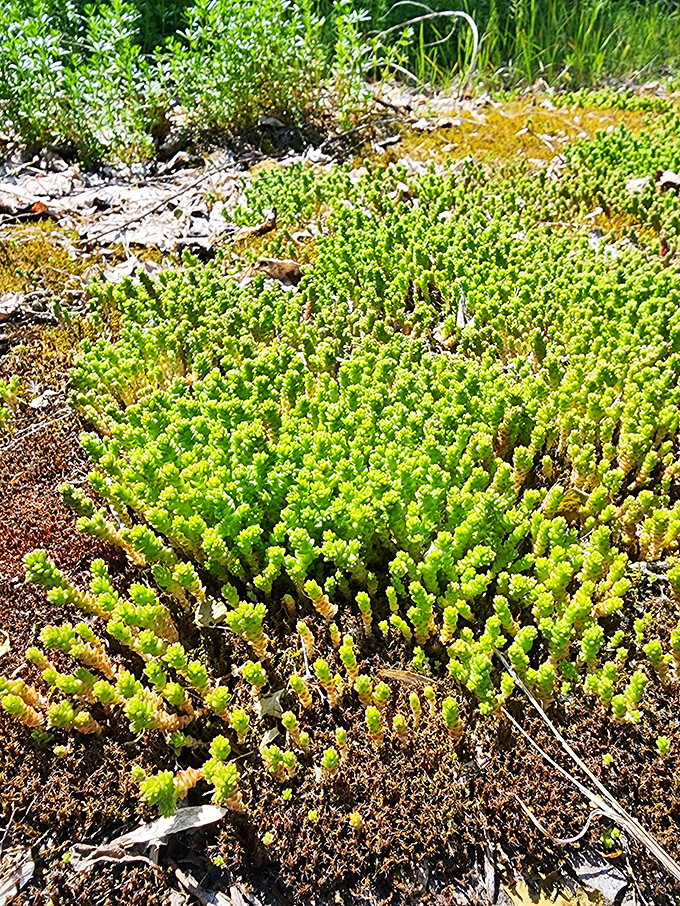 The preserve's tranquil wetlands create a perfect habitat for modern wildlife among prehistoric remnants.