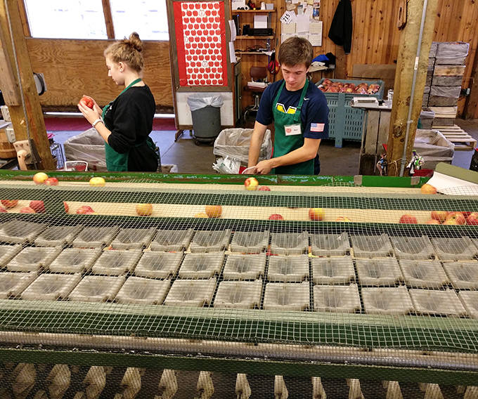 Dedicated staff carefully sort apples on the conveyor, ensuring only the best fruit makes it to eager customers. Their expertise is the orchard's secret ingredient.