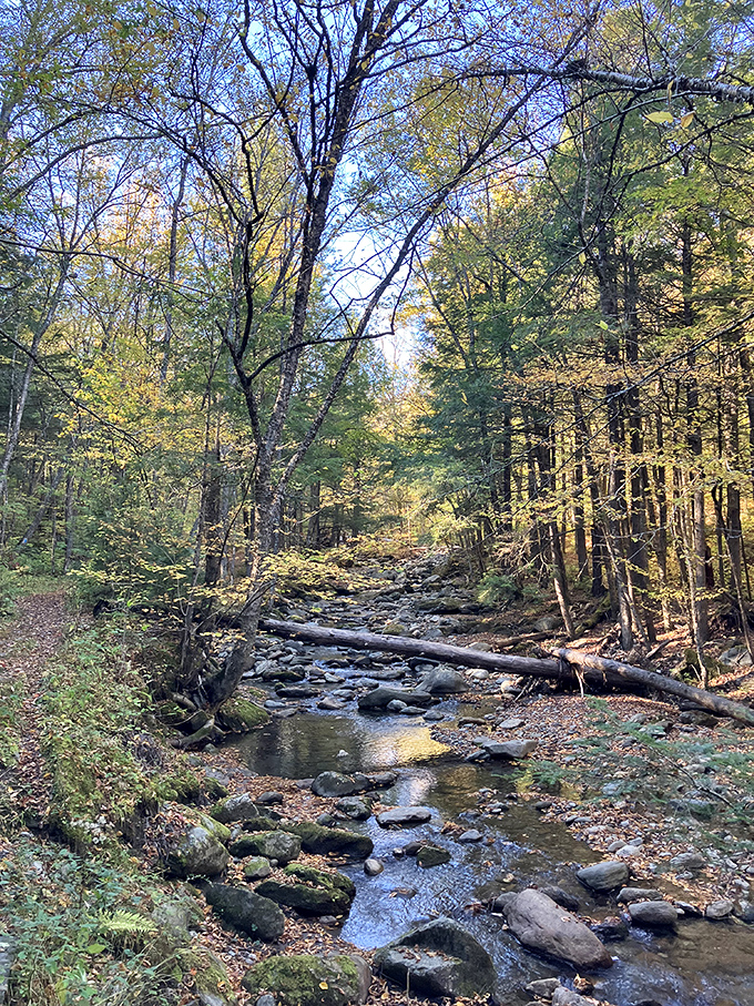 Nature's artistry on full display: this gentle stream has spent centuries perfecting its path through the forest, creating a scene worth lingering over.