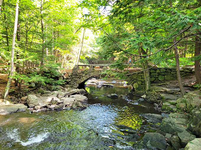 Dappled sunlight filters through the forest canopy, turning this humble crossing into a bridge that seems to lead to another world entirely.